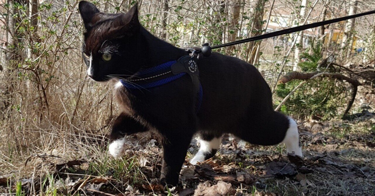 ほぼ真夏日 🐈｜ハル (旧Ren)｜note