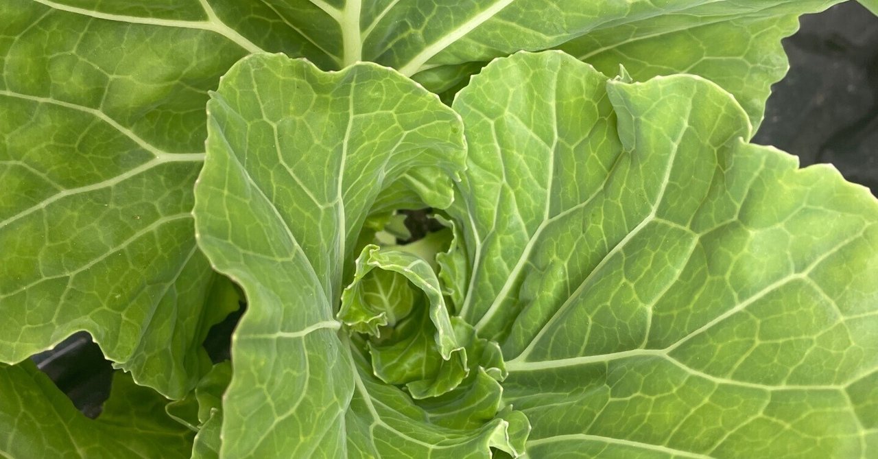 キャベツの結球｜kiyopon｜note