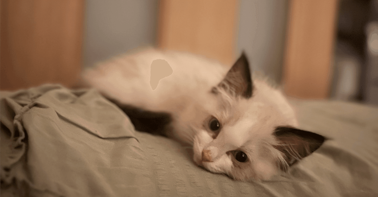 東京、人間のエゴです、愛おしい800グラム｜Itomaki Uka