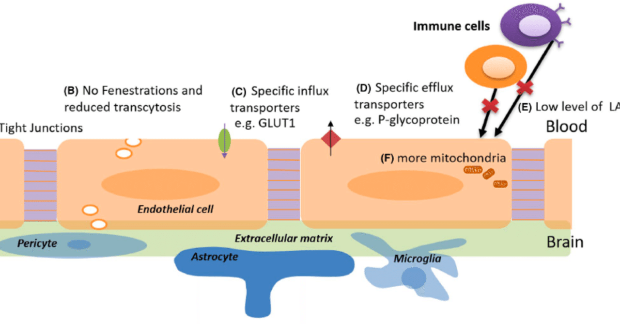 書記が論文読むだけ#1224-Peripheral inflammation and blood-brain barrier disruption: effects and ...