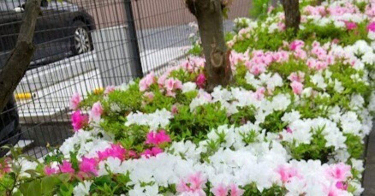 百花繚乱|下町を愛するシニア