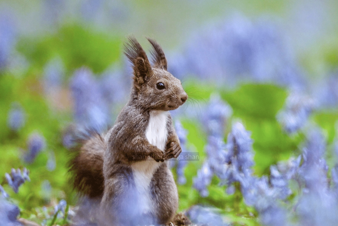 旬の撮影場所 エゾリスと花畑｜北海道amazing365