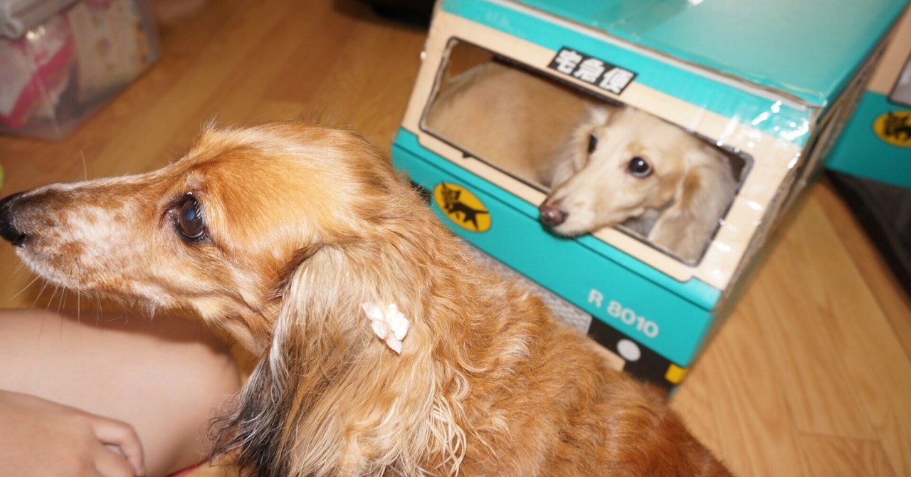 高齢犬 脳梗塞発症②ごはん・薬｜my1181