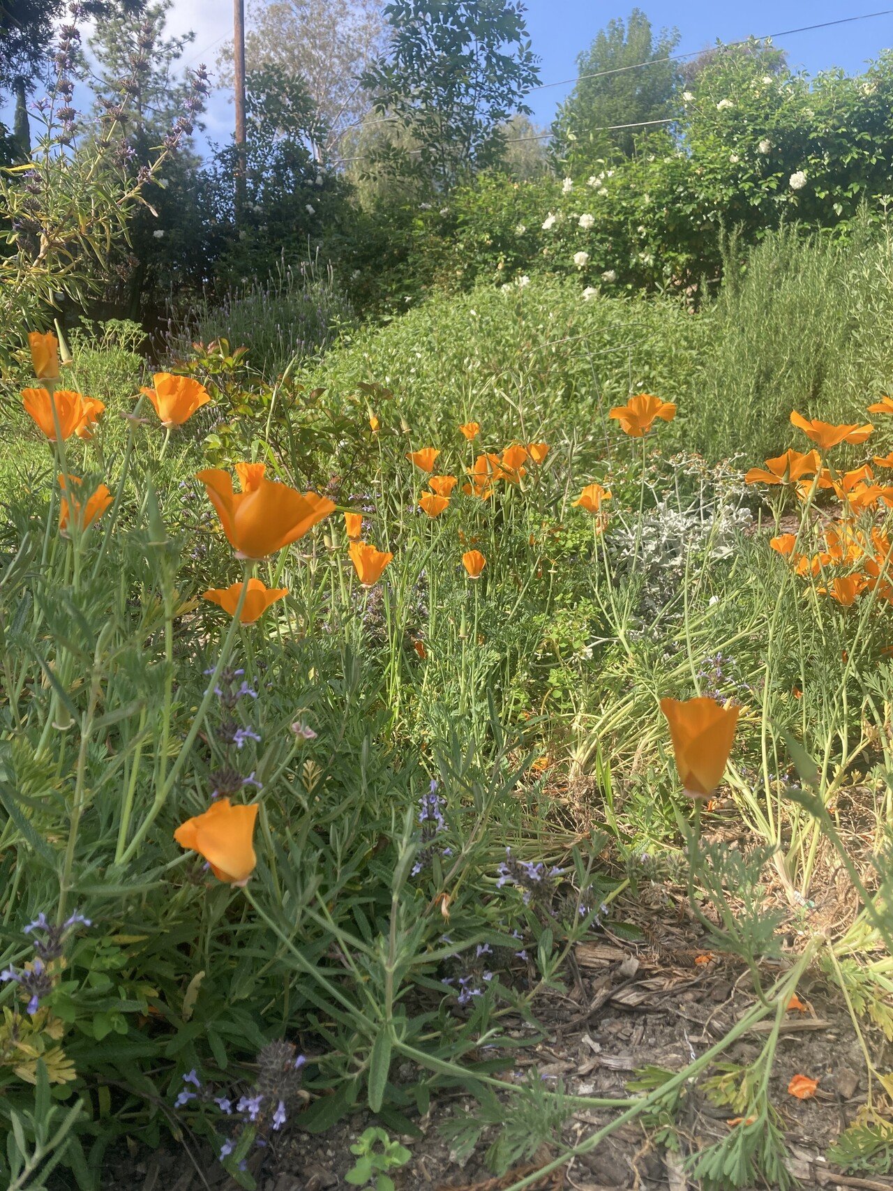 Intriguing Example: intriguing person. 興味をそそる 好奇心をそそる 面白い 魅力的な こんな方と一緒に ...