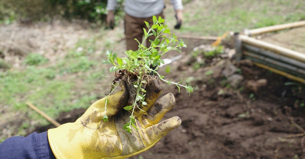 庭のグランドカバー 夕陽の別荘改装録18〜19｜季節花人 | Shoko Kondo｜note