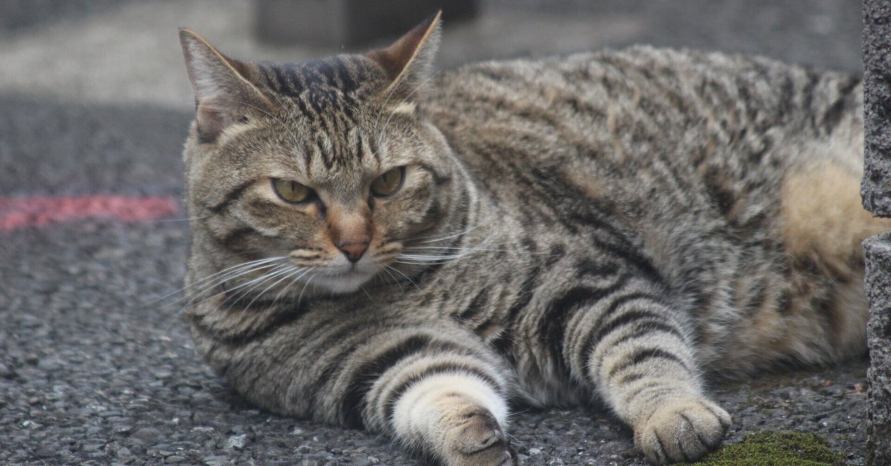 生きよう｜紅＝猫の瞳に恋する執事 Ti amo♡ ＃キジトラ ＃note ＃小説 ＃エッセイ ＃猫がいる幸せ