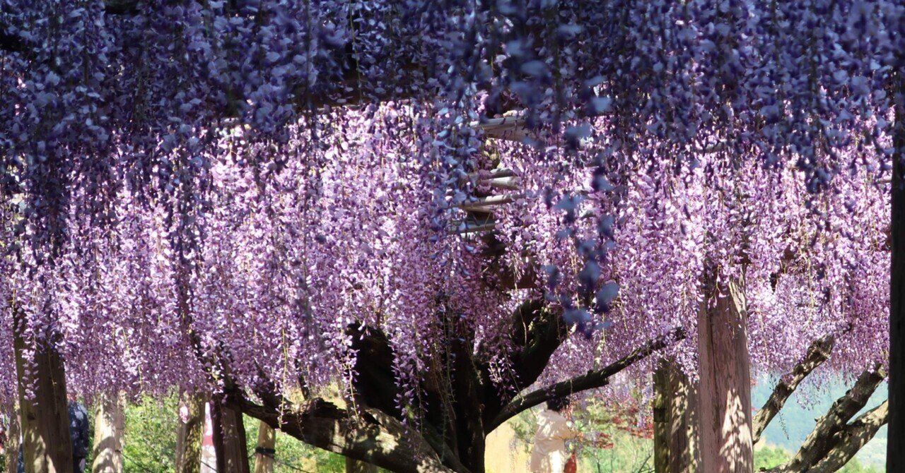 藤の香にほろ酔い｜maco｜note