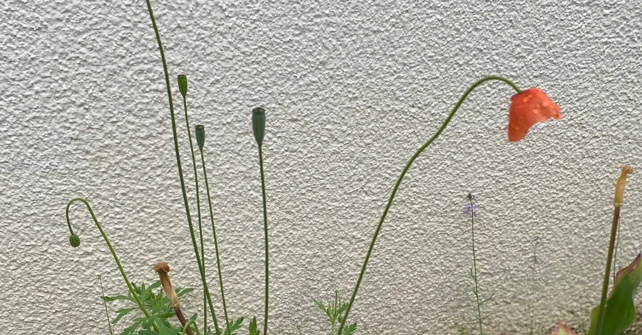 嘘でもいいからやさしくなりたい｜moteko