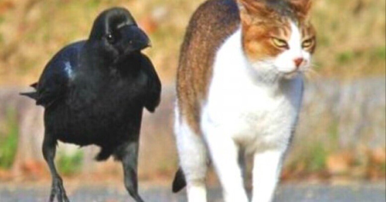 Kitten challenging a crow -Murakami radio-｜H.M
