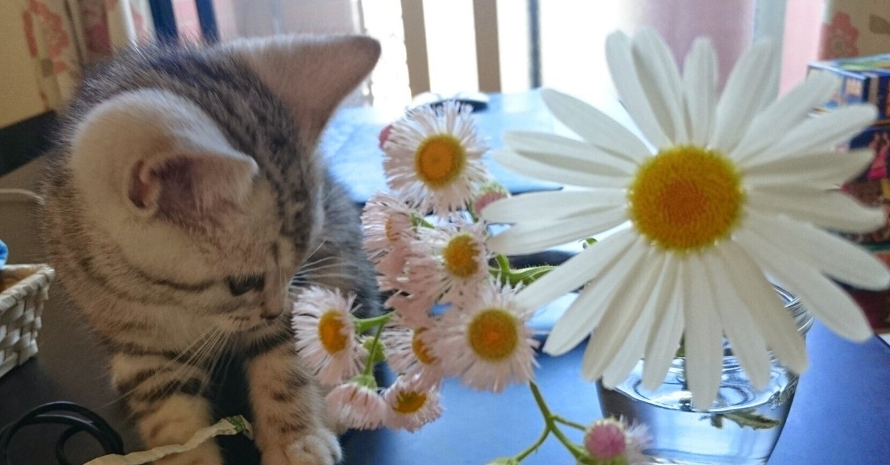 奇跡講座WB実践297 赦しだけが、私が与える贈り物である｜(Linp&Ruru)本当の自分を知り、本当の自分として生きる｜note