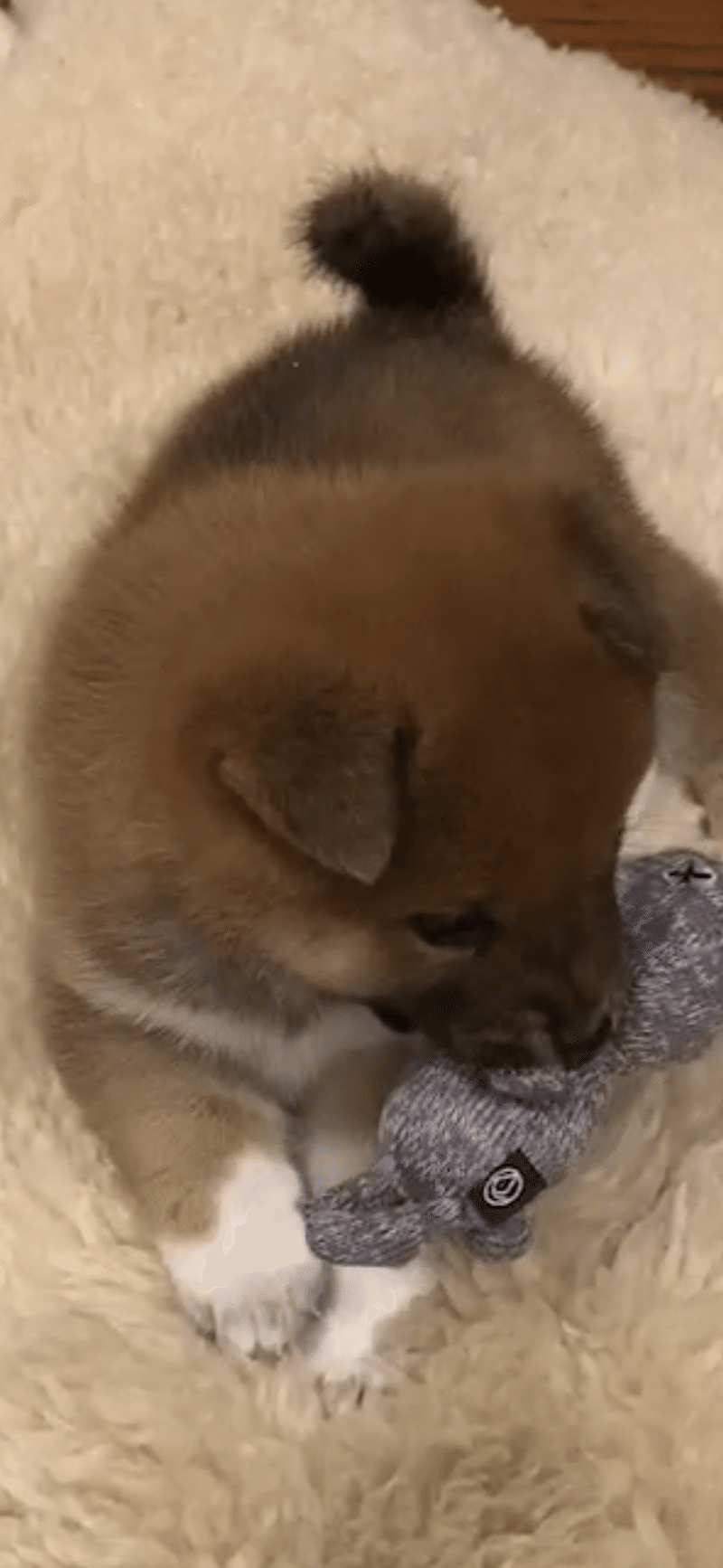 こなつチャンネル(31) お気に入りオモチャ特別編｜NicePapa 平野 尚志