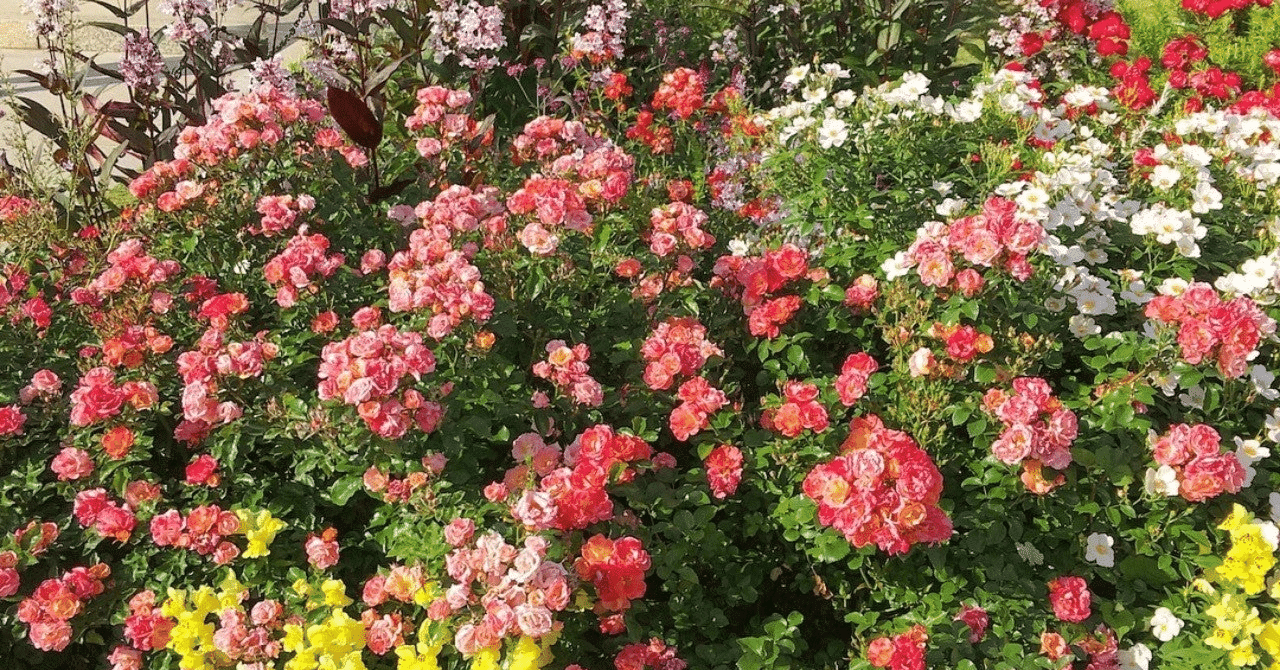 薔薇の棺｜nori｜note