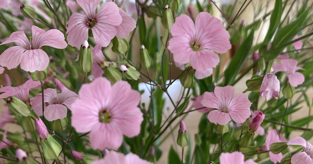 ハプニングからのスタート｜anko｜note