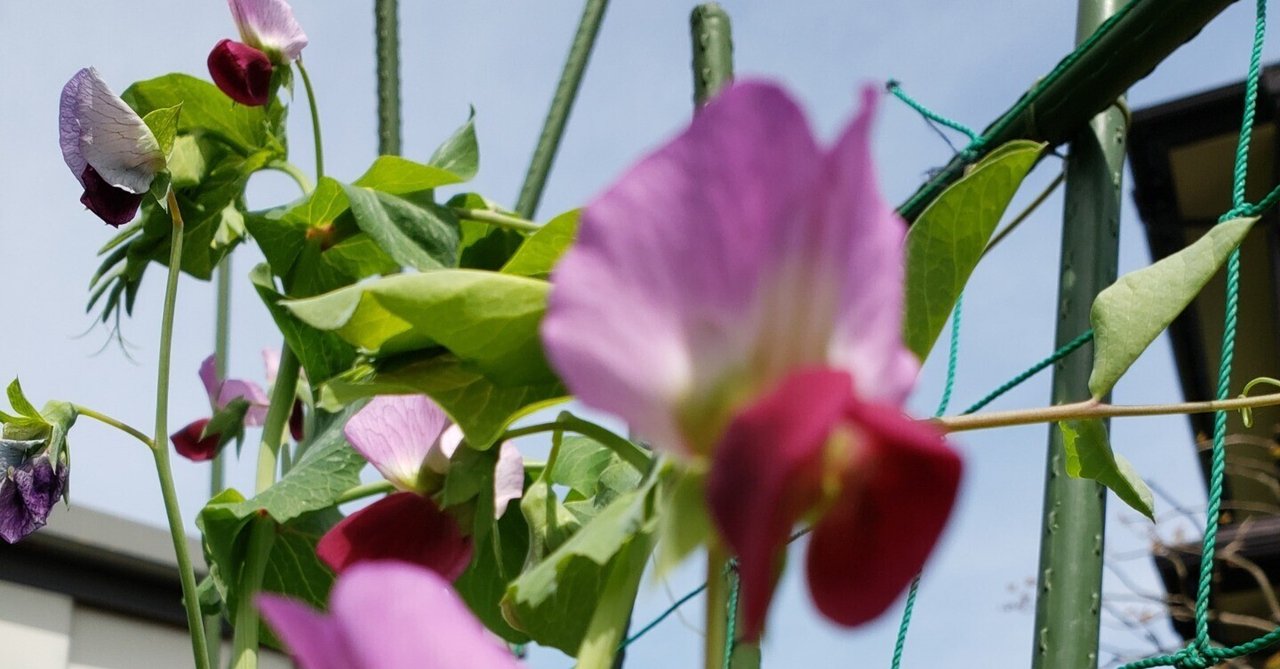 収穫｜hiromi｜note