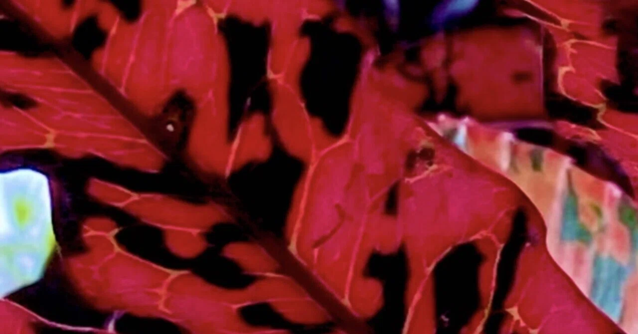 CROTON RED CORKSCREW｜EGGSEED｜note