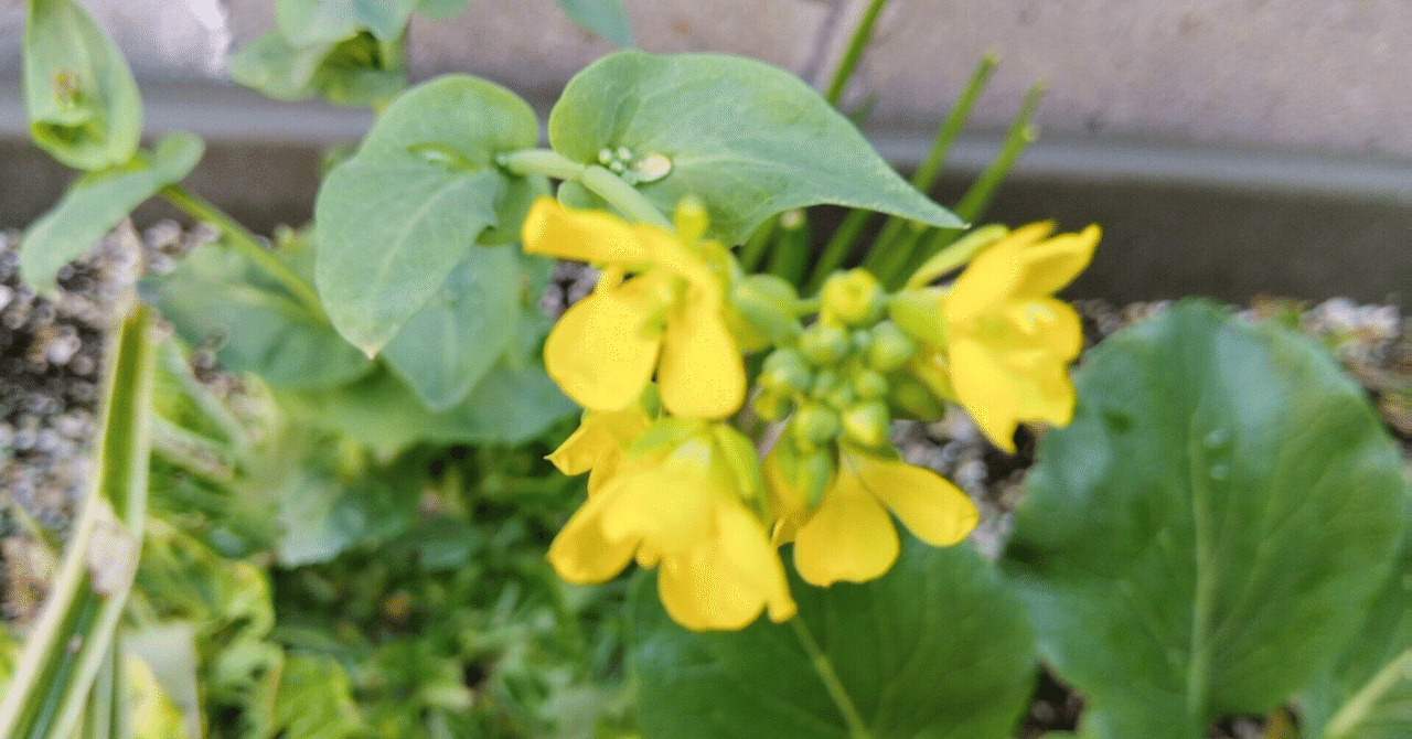 zorin hdd install｜blue06_2022