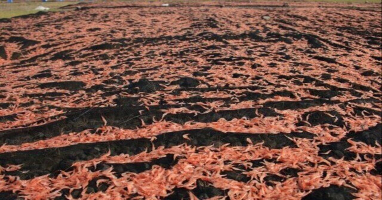 桜海老の天日干し｜tetsu takashi｜note