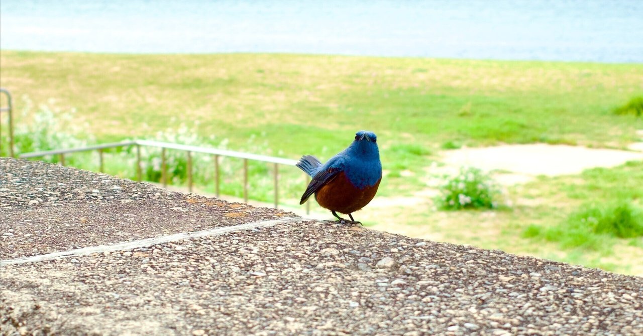 藤棚 + イソヒヨドリ 2023｜donguri