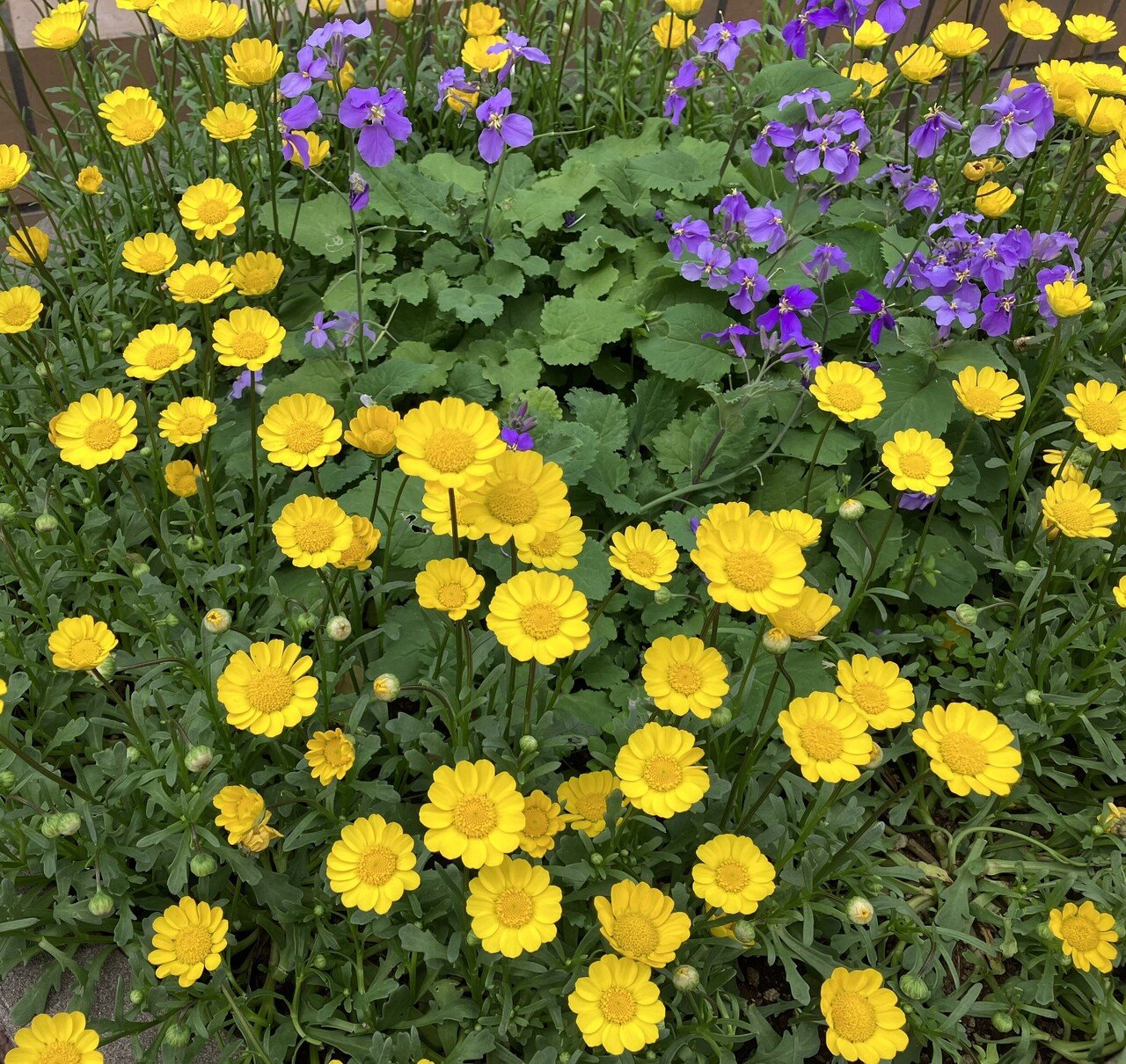 ライラック杯 予選ラウンド始まりました🌸 締切は5/1 20時までです！ 通りすがりの方も是非お立ち寄りください https://note.com/minhai/n/n3195bf85bb99 ...