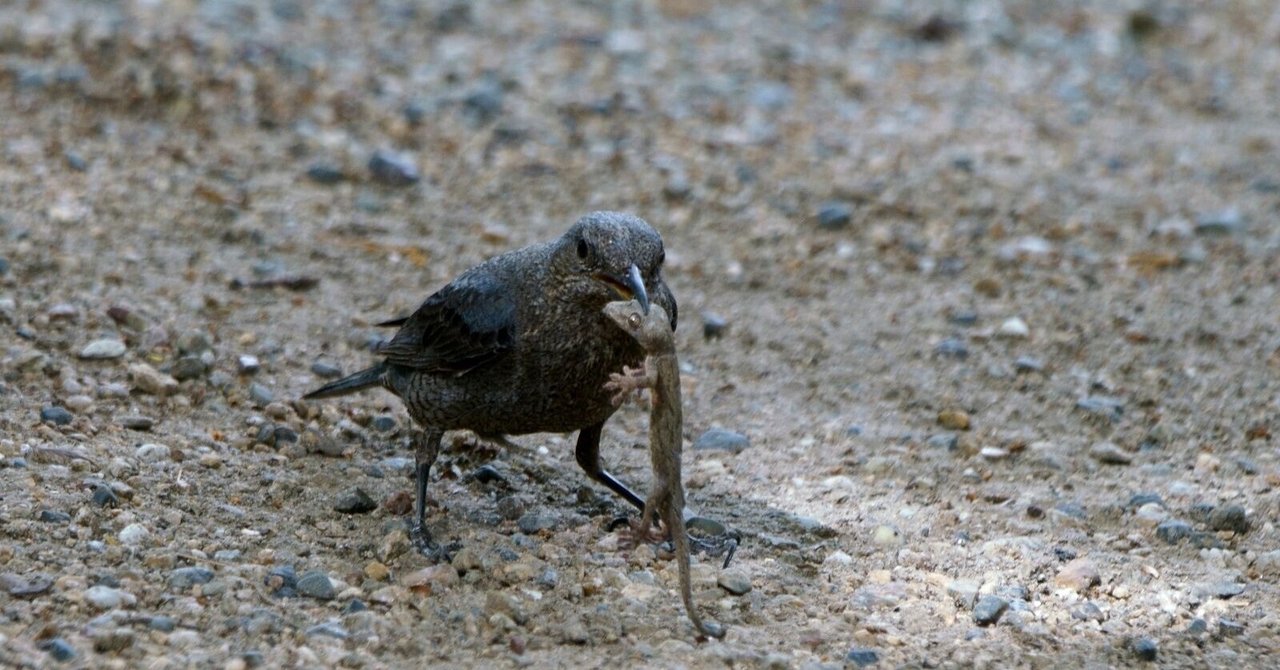 イソヒヨドリ捕獲｜森埜猩猩 ｜note