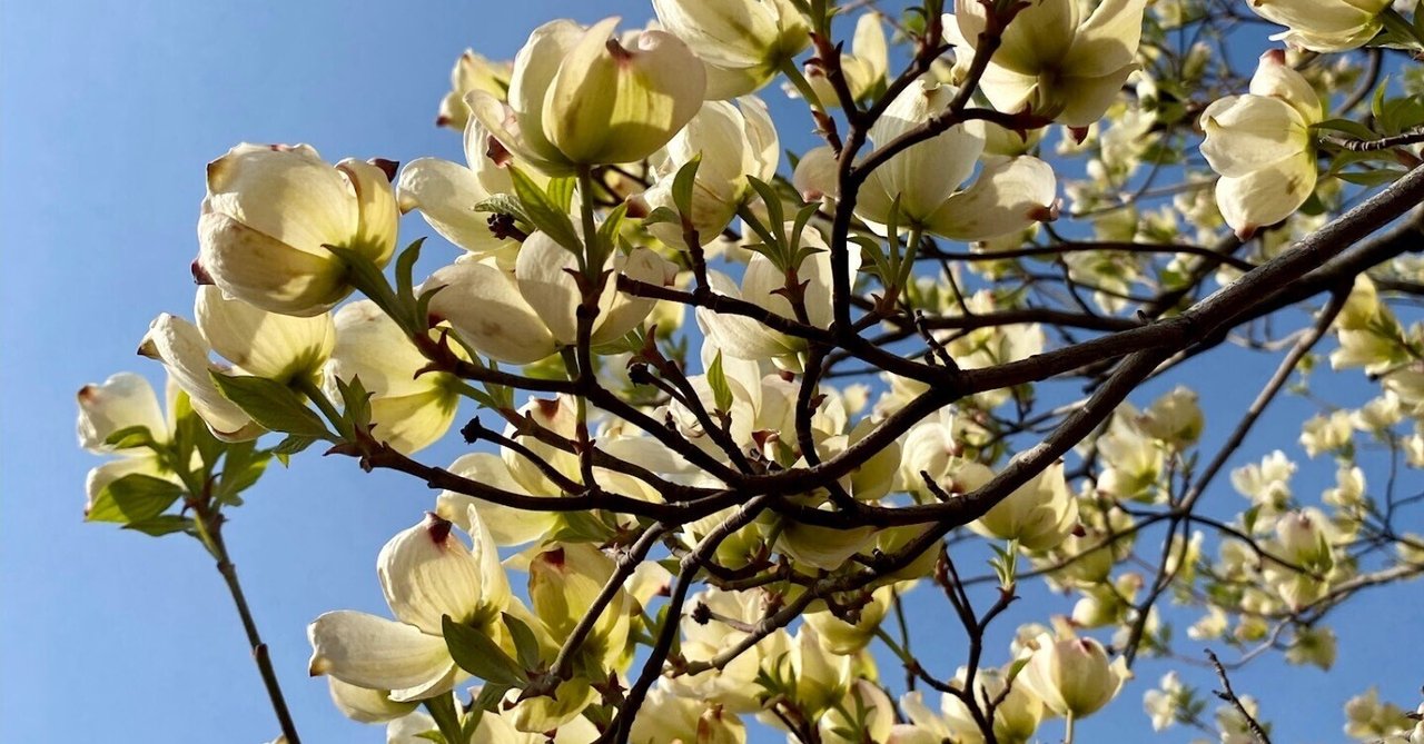 20230429｜たつきち