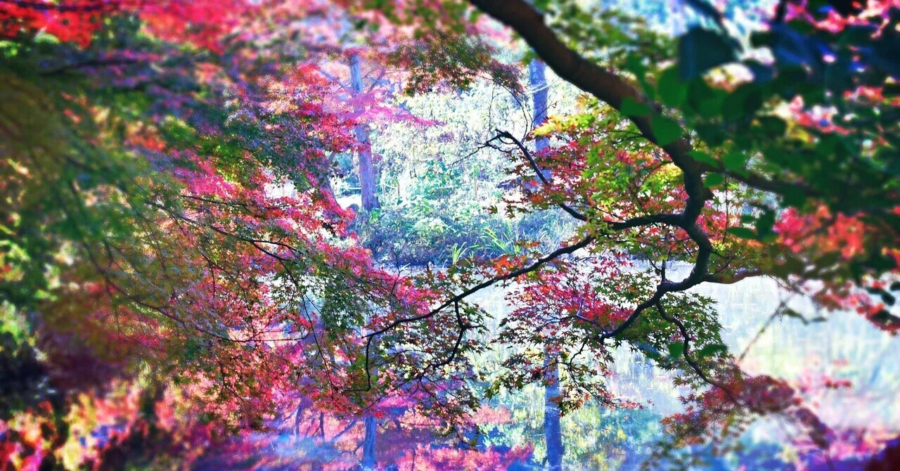 ICLをして見えた世界#1【手術までのいろいろ篇】｜山﨑響子