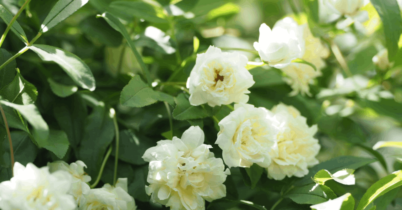 GWが始まった大学院生の週報｜fumi｜note