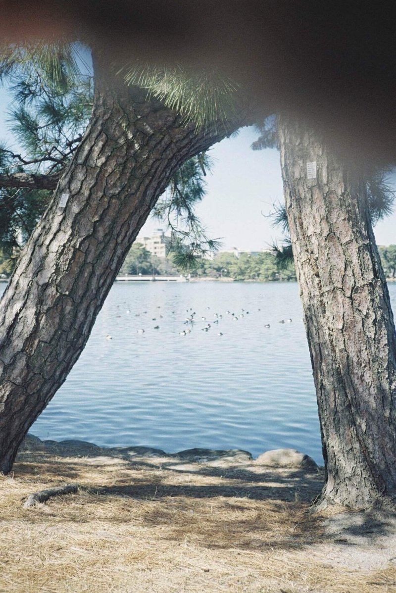 YASHICA AUTO FOCUS🧘｜Shotaro Kusaka