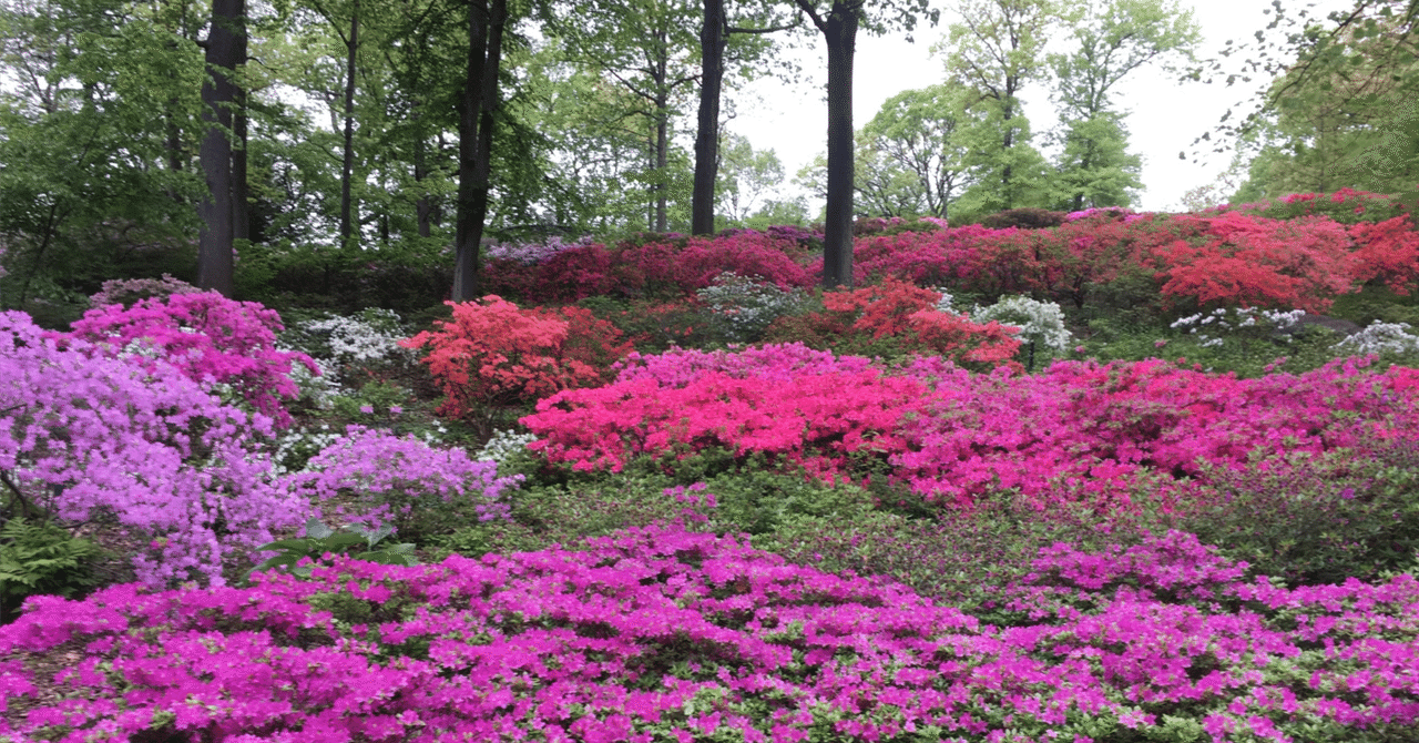 春の庭からー「ツツジ」が終わり季節がするりと通り過ぎてゆく｜haco 🍀ガーデンプランナー🌱庭のある暮らし植物のある暮らし