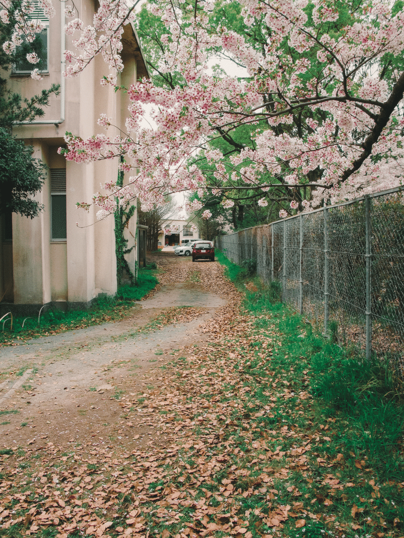 2000年代初期のコンデジがまだイケてる件について｜Shotaro Kusaka