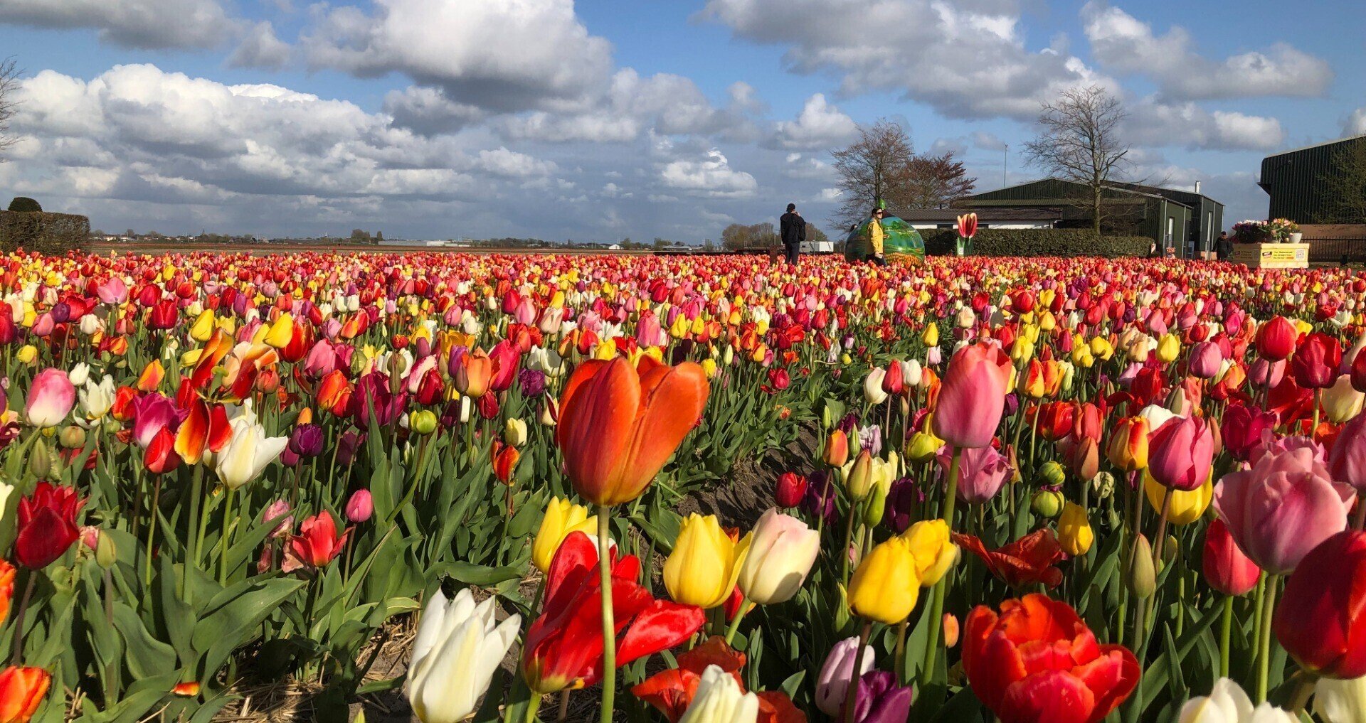 Etsuko オランダ在住ライター｜note