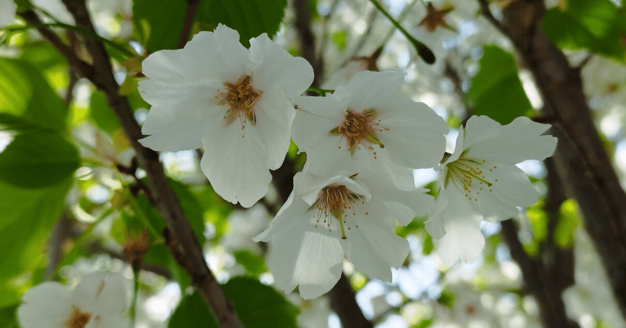 zorin julia install｜blue06_2022