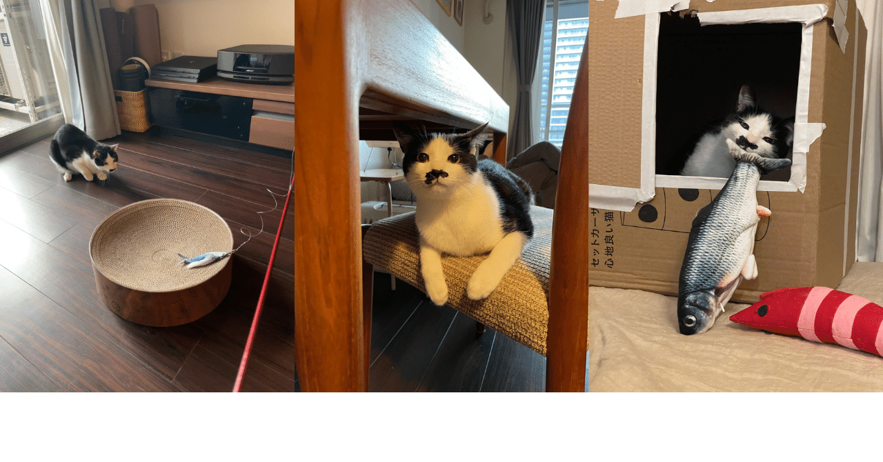 猫が来て、3週間。｜Mk