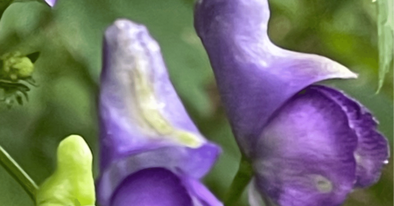 HELMET FLOWER｜EGGSEED