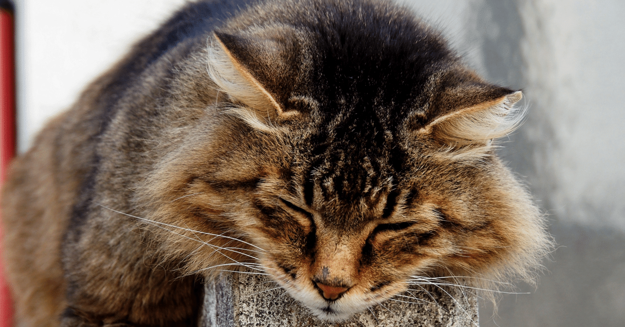 レスポンシブデザインのブレイクポイント｜neko.usaさん