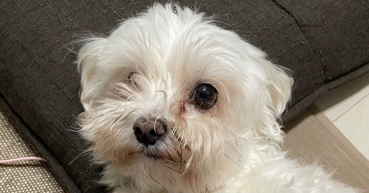 わたしの献身｜Satoko