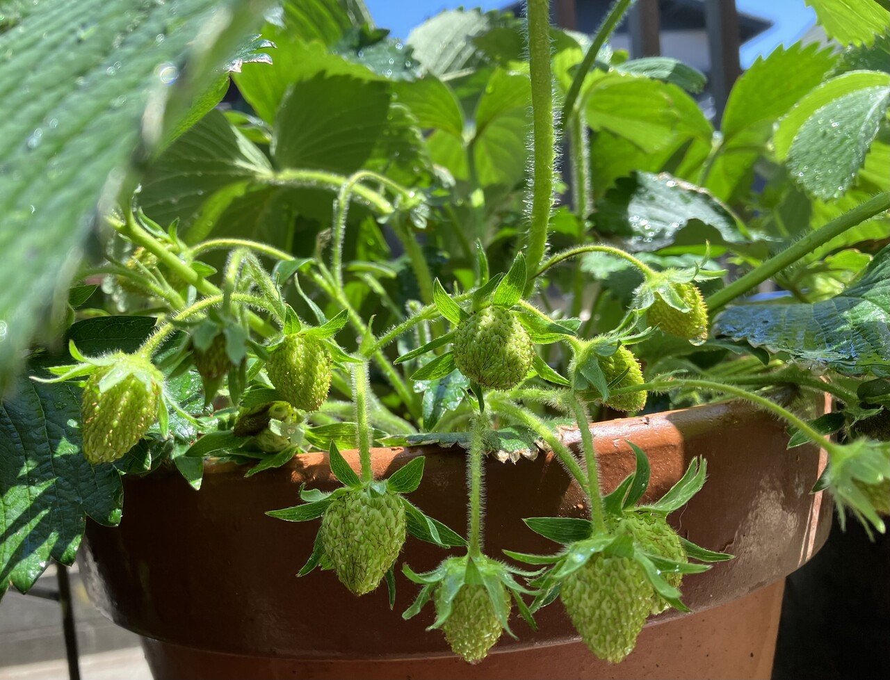 苺の実がだいぶついてきました🍓楽しみ〜♪(๑ᴖ ᴖ๑)♪♡ ライラック杯決勝投票本日21時までです！ 推し句1〜3句にスキ♡つけてくださいね☆ https://note.com/minhai ...