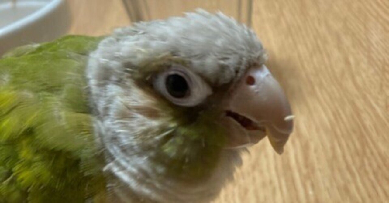 ショトーとステイから帰ってきた母。そして痛み｜izumi｜note