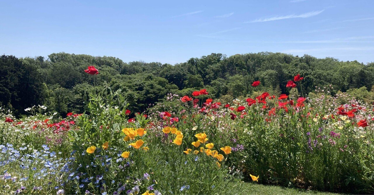 いつか見たい世界がある[日記]｜nemui👓🐈‍⬛