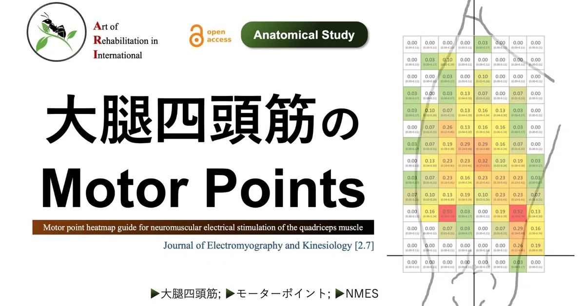 大腿四頭筋のモーターポイント｜Super Human | 理学療法士／保健学博士 Ph.D.