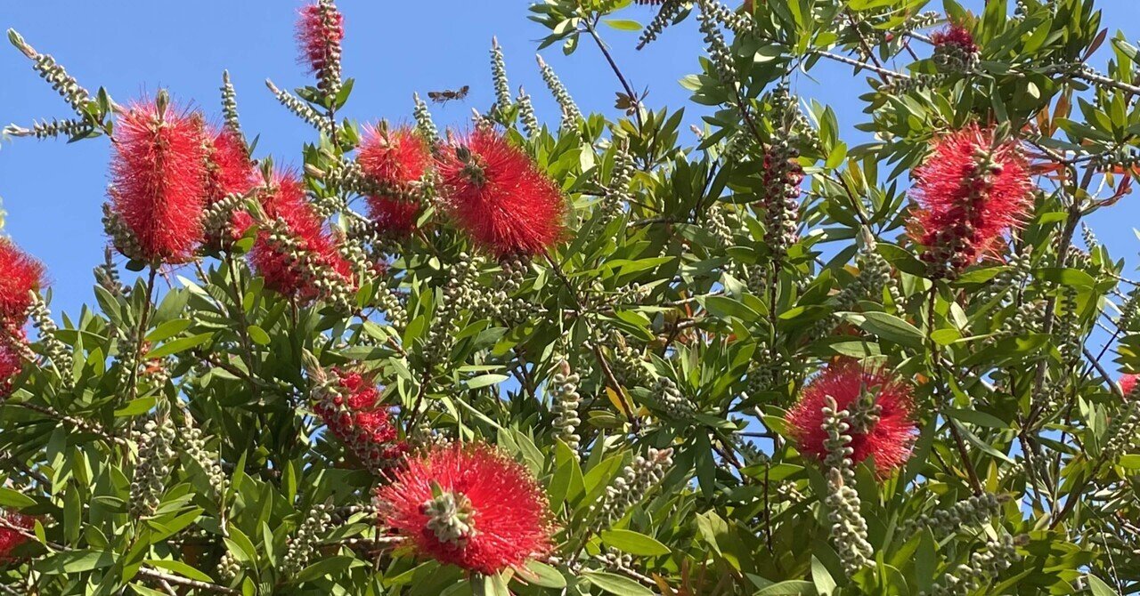 ブラシの木｜之哲／Yuki Satoru