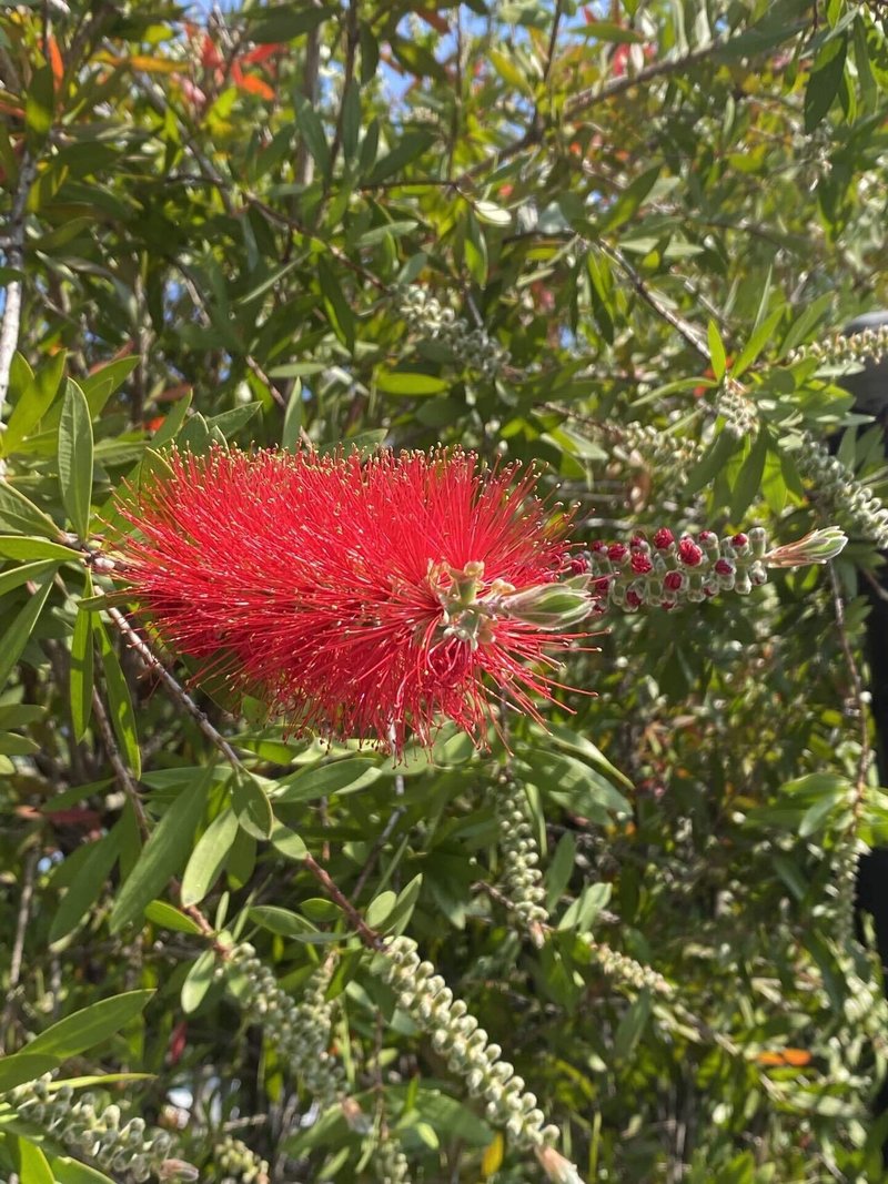 ブラシの木｜之哲／Yuki Satoru