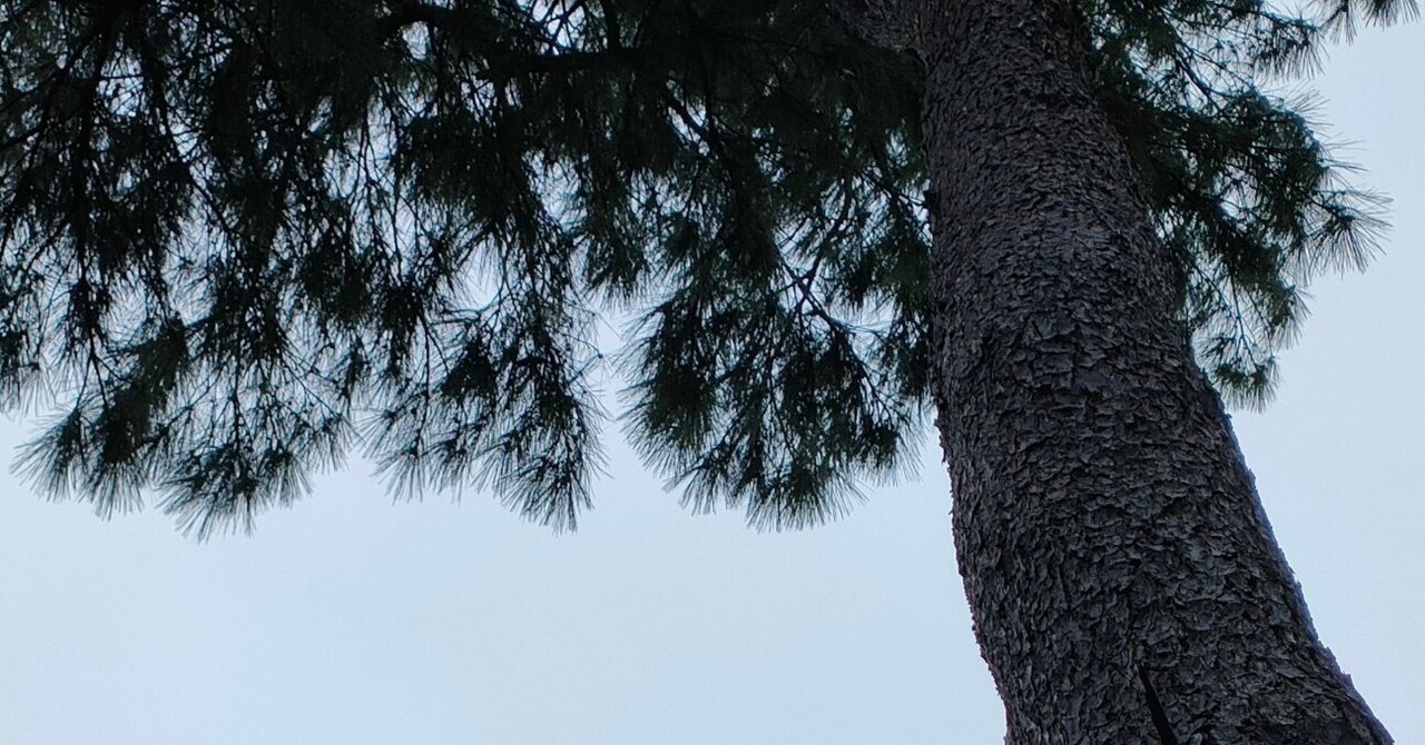 蝉／明滅｜Yk Tama