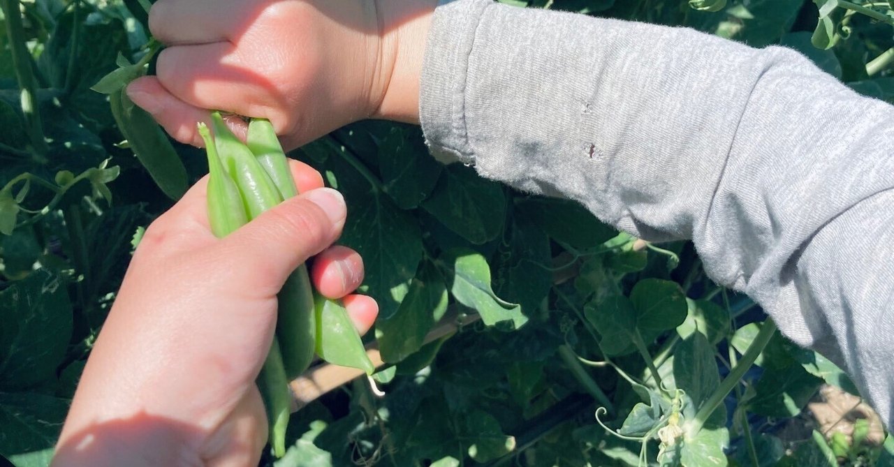 スナップエンドウ｜Risa.K