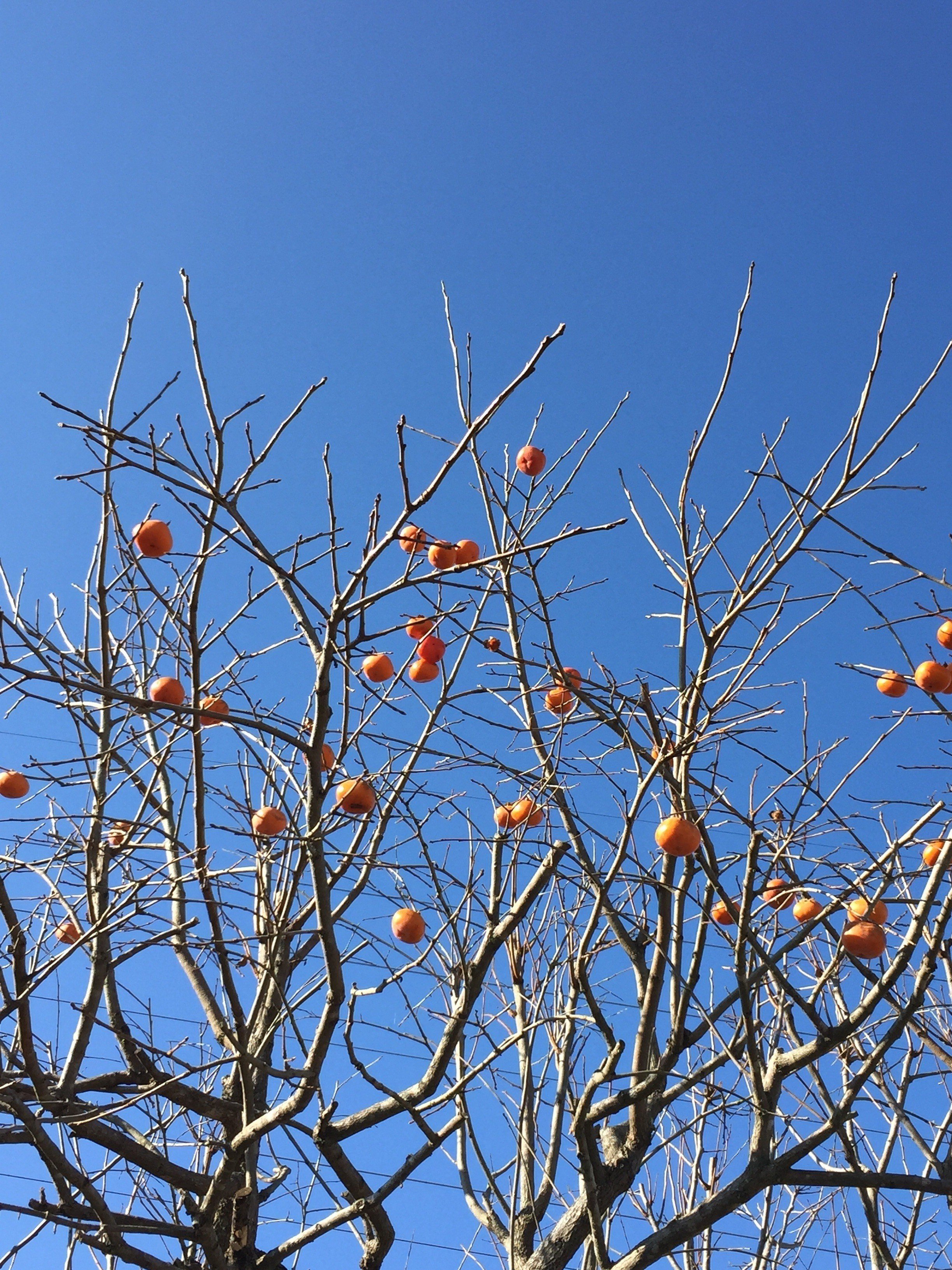 石田カヲル K-Ishida｜note