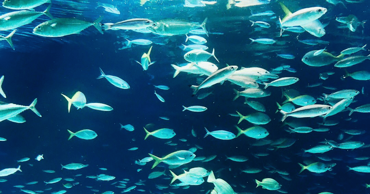 モニターの募集期間について｜Yoshie / Petit Lapin