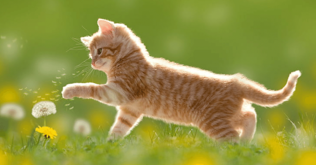 position: relative; position: absolute;｜neko.usaさん