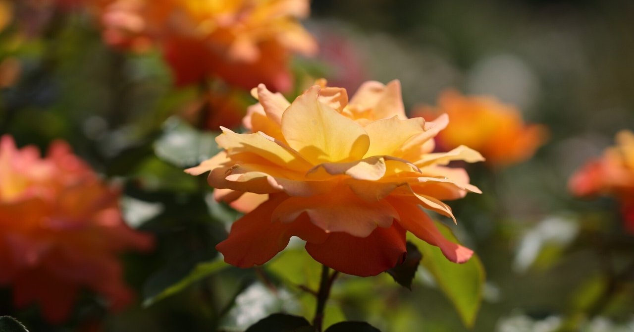 Strolling Ricky｜note