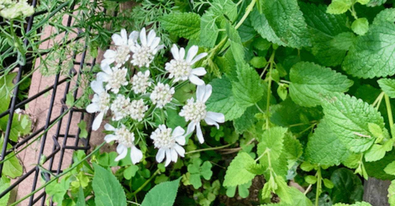 TWSNMPシリーズのWindows版を配布するためにChocolateyを調べる｜twsnmp｜note