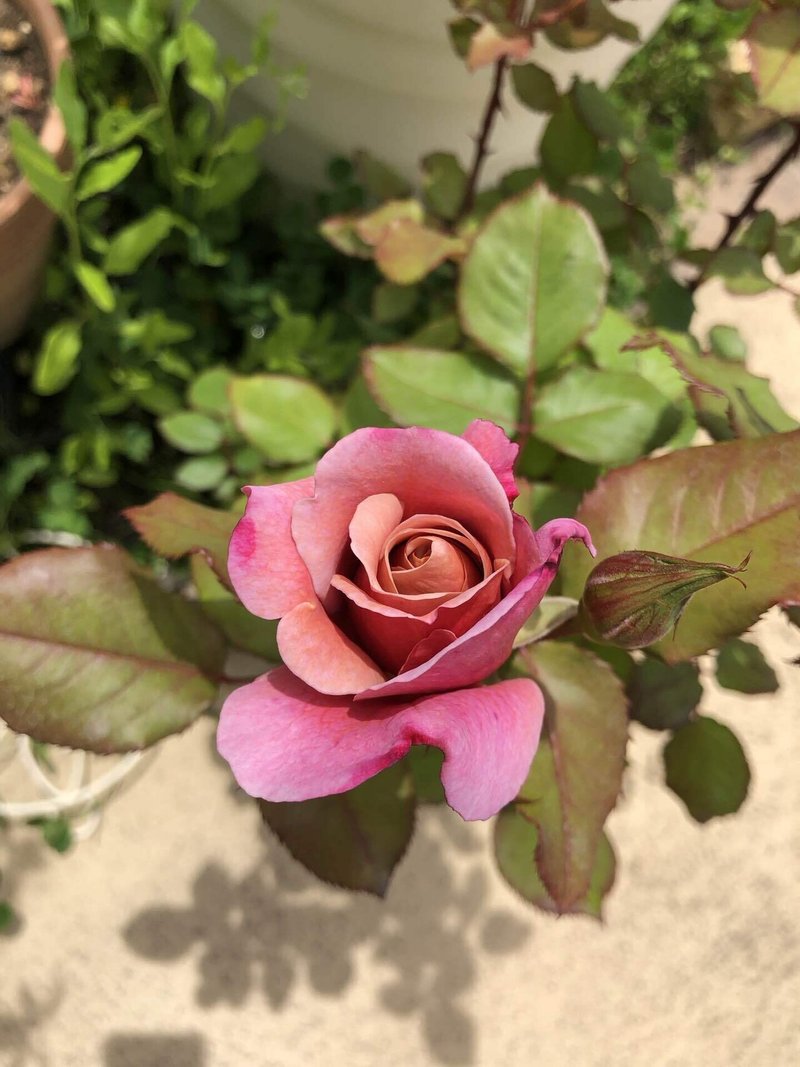 我が家のバラ開花宣言｜Yumeka.yy｜note